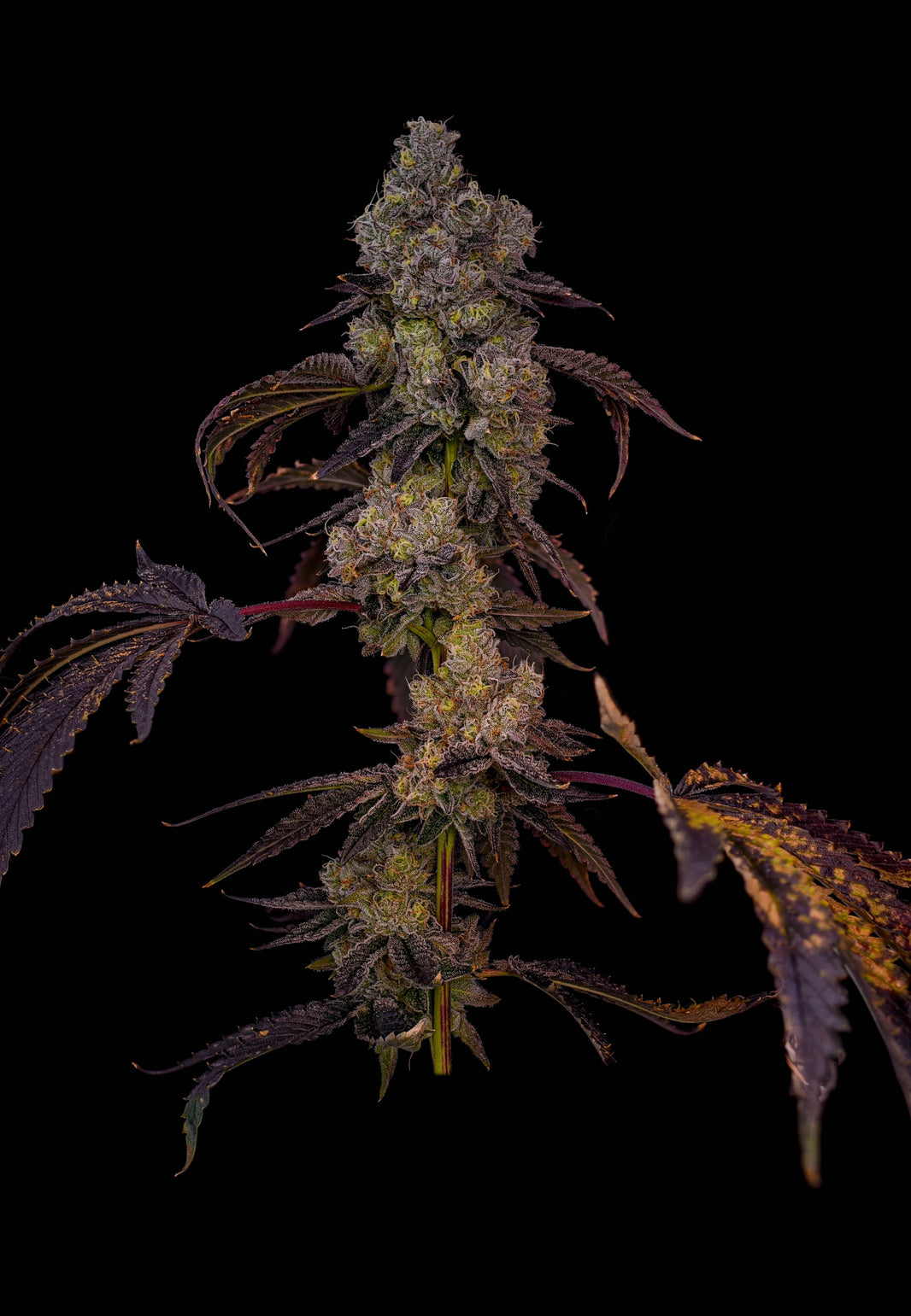 TIER 4 – The Clone Depot