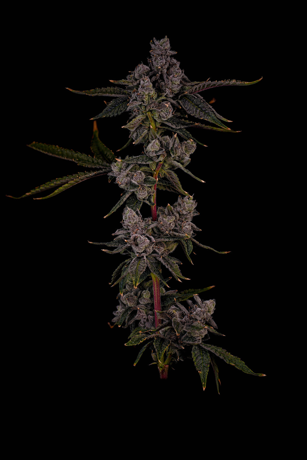 TIER 1 – Page 2 – The Clone Depot